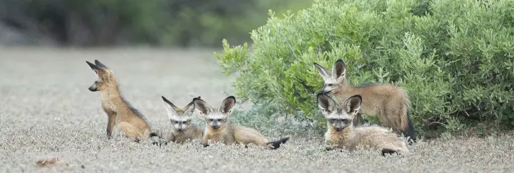 5 Day | Tuli Block | Safari